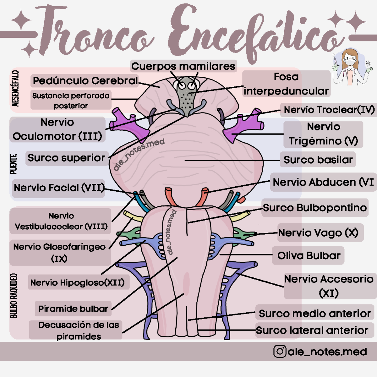 Tronco Encefalico - SDCSDC - MESENCÉFALO PUENTE BULBO RAQUIDEO Surco basilar Nervio Abducen (VI ...