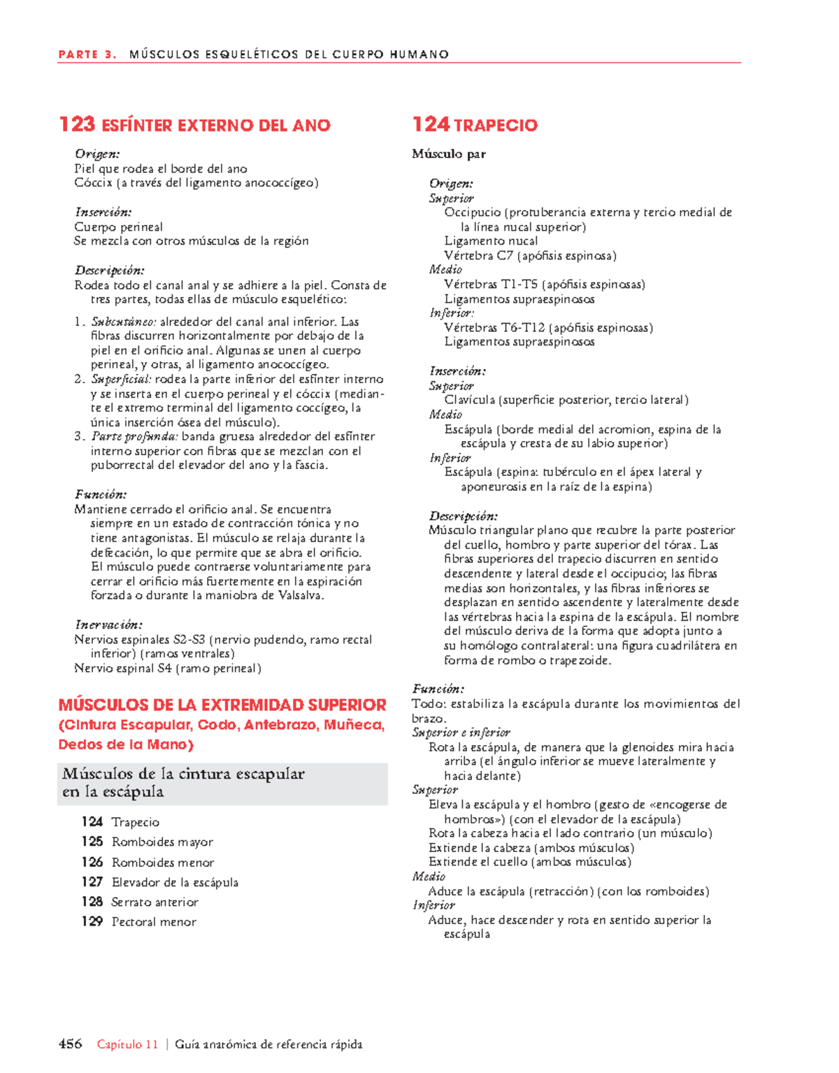 Músculos Extremidad Superior - 123 ESFÍNTER EXTERNO DEL ANO Origen ...