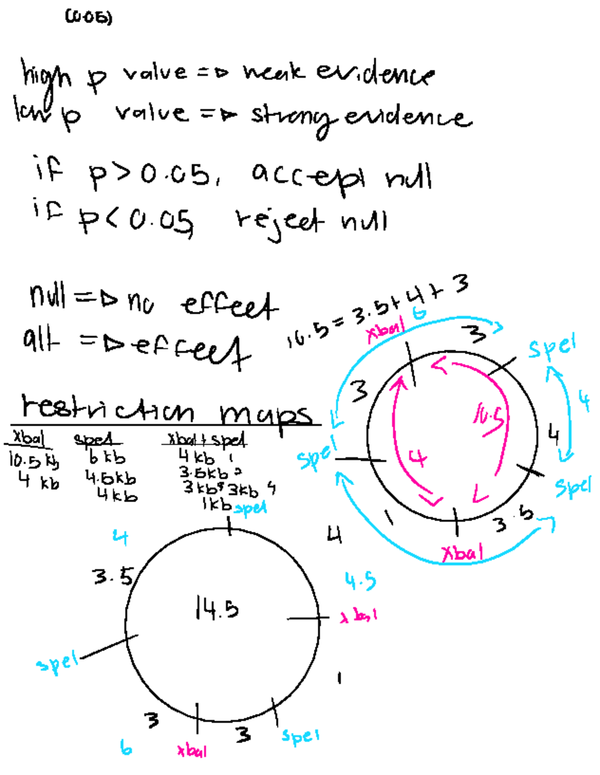 Bio 1002 Lab summary - (0. 05) high P value =- weak evidence k p value ...