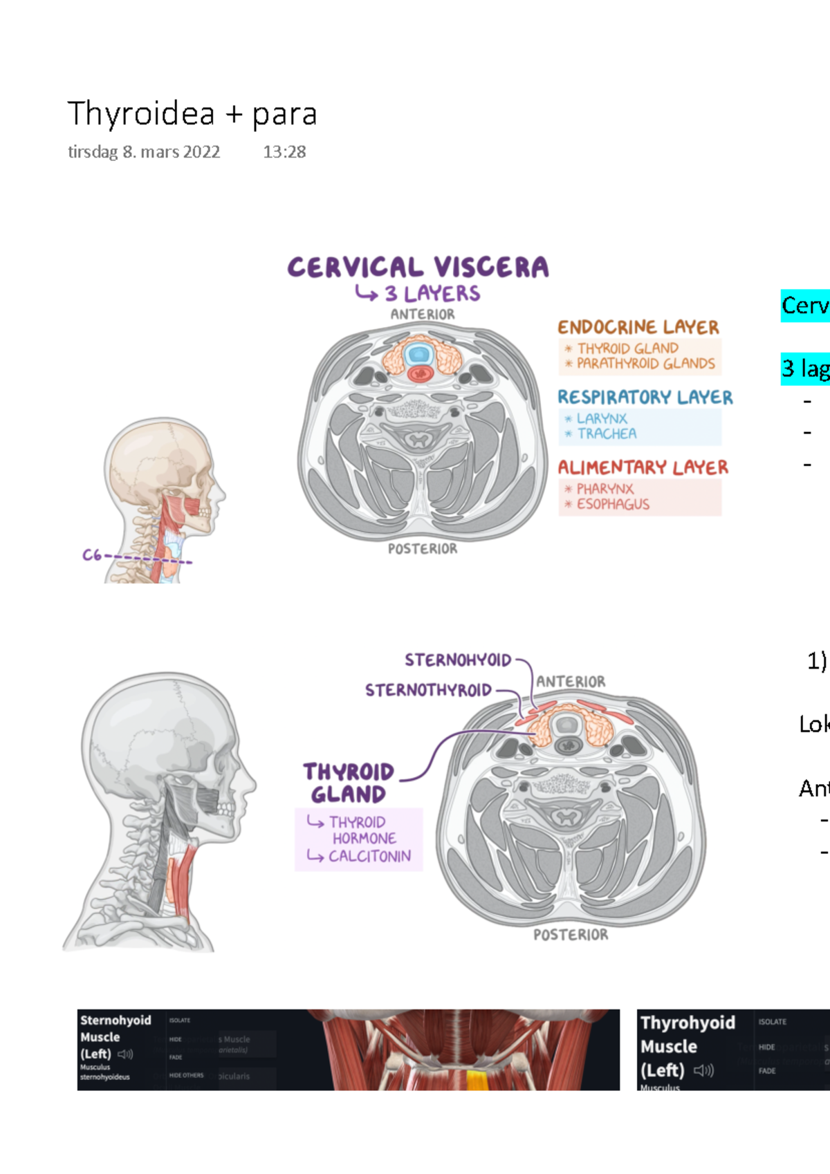 Thyroidea + parathyroidea, hormonsystem - Cervic 3 lag: - E - Re - A 1 ...