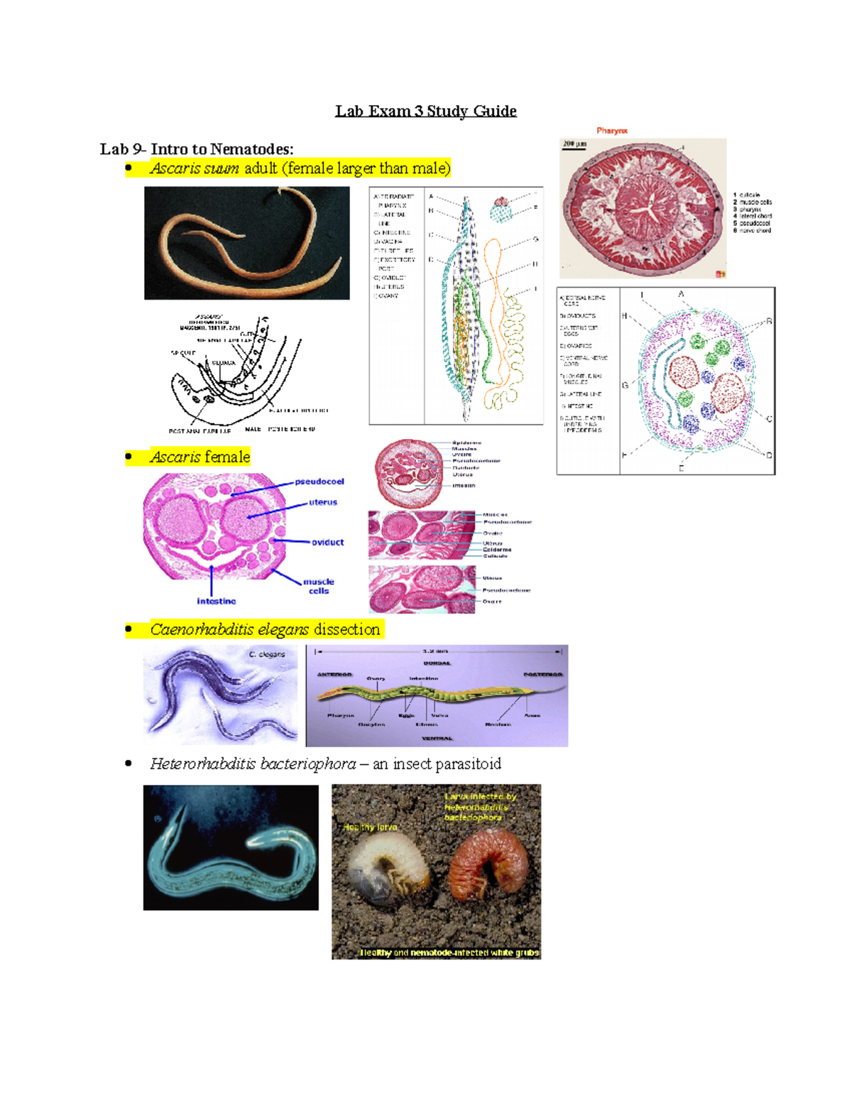 Parasitology Lab Exam 3 Study Guide - Lab Exam 3 Study Guide Lab 9 ...