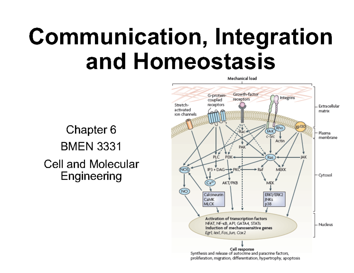 06 ch6 Communication Integration and Homeostasis DD - Communication ...