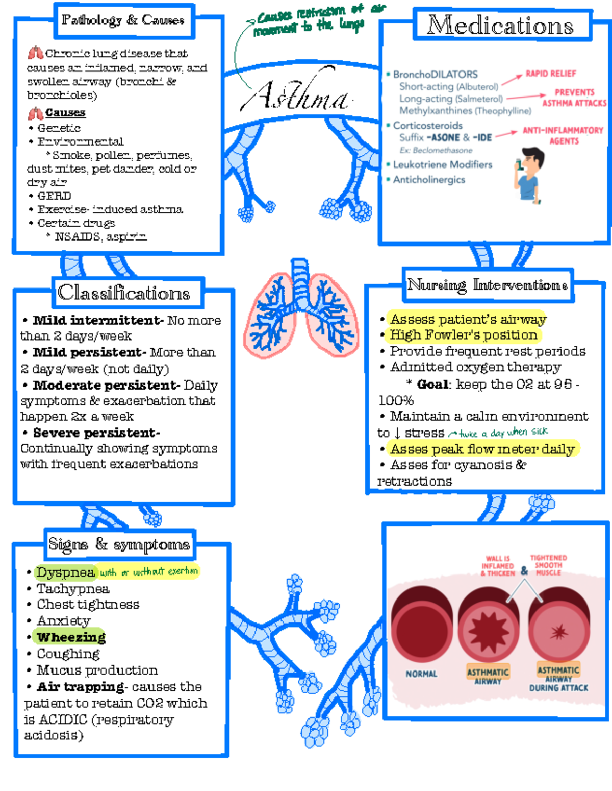 Asthma - Asthma Pathology & Causes Chronic lung disease that causes an ...