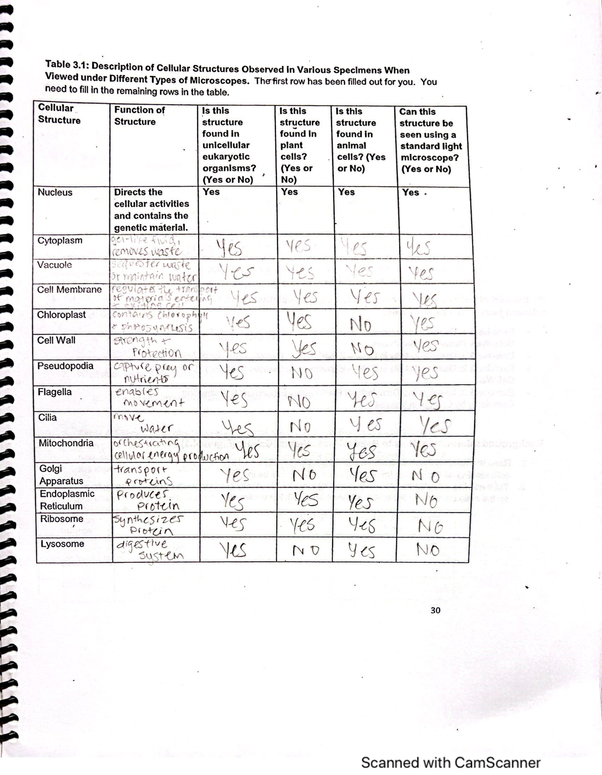 Bio lab work pdf - Table 3: Description of Cellular Structures Observed ...