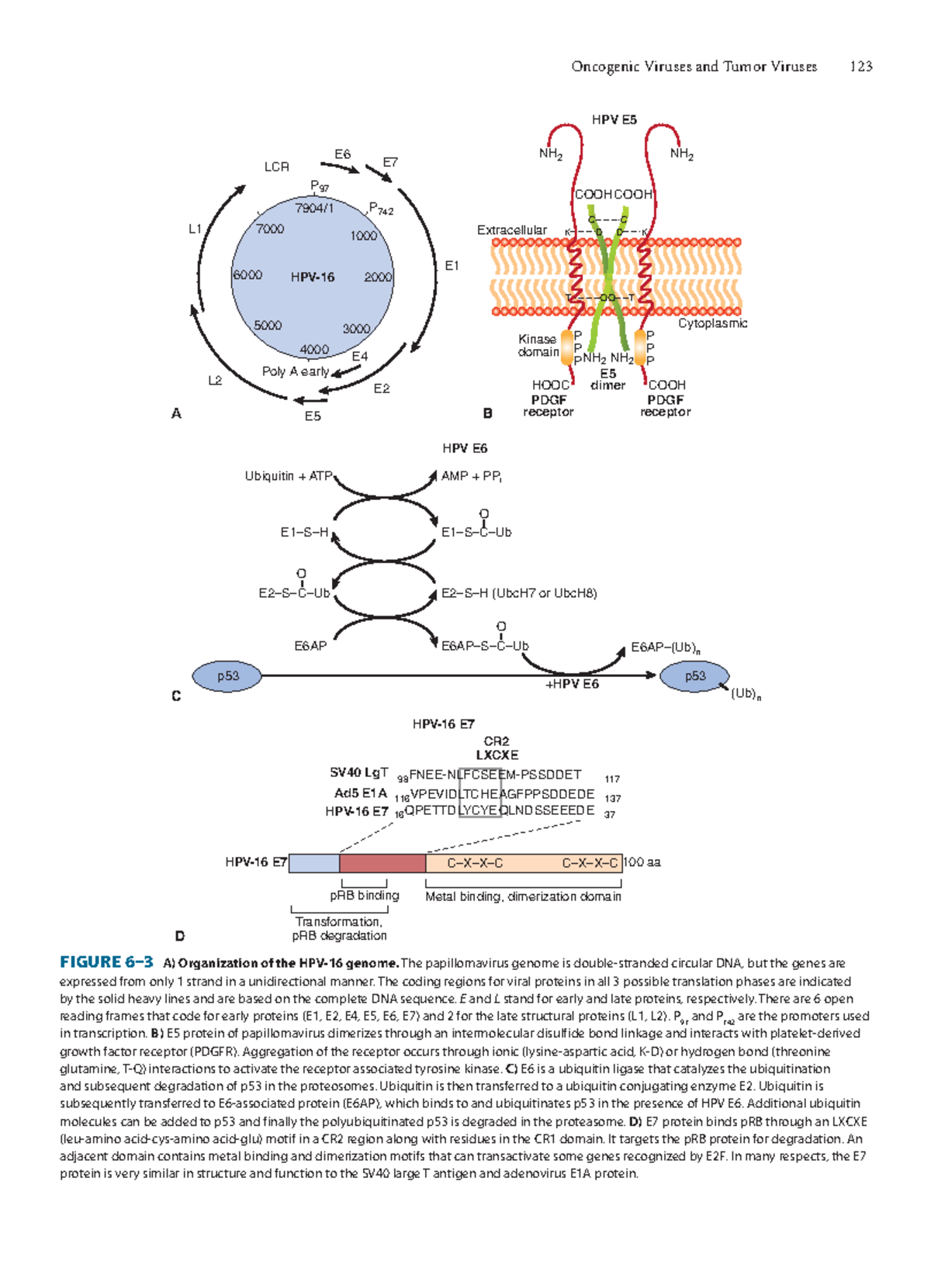 Basic Science of Oncology 5th-46 - Oncogenic Viruses and Tumor Viruses ...