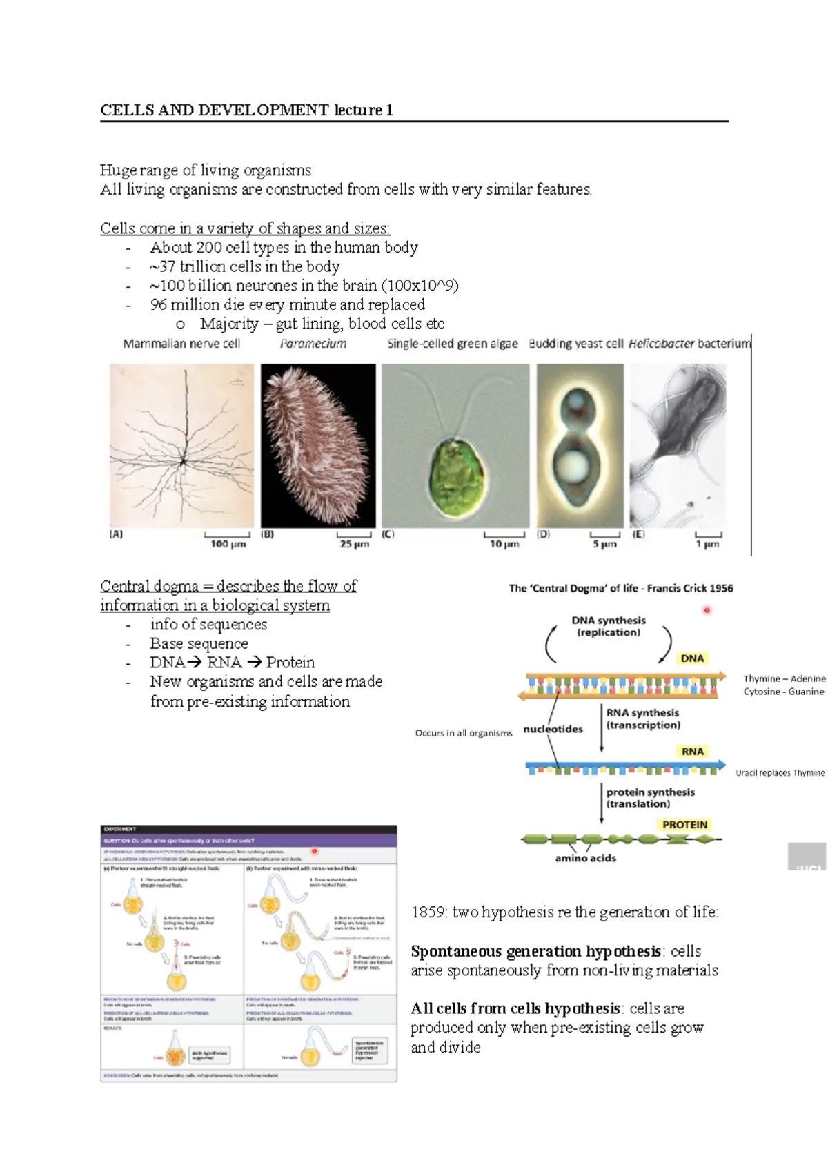 Week 1 Cells AND Development - CELLS AND DEVELOPMENT lecture 1 Huge ...