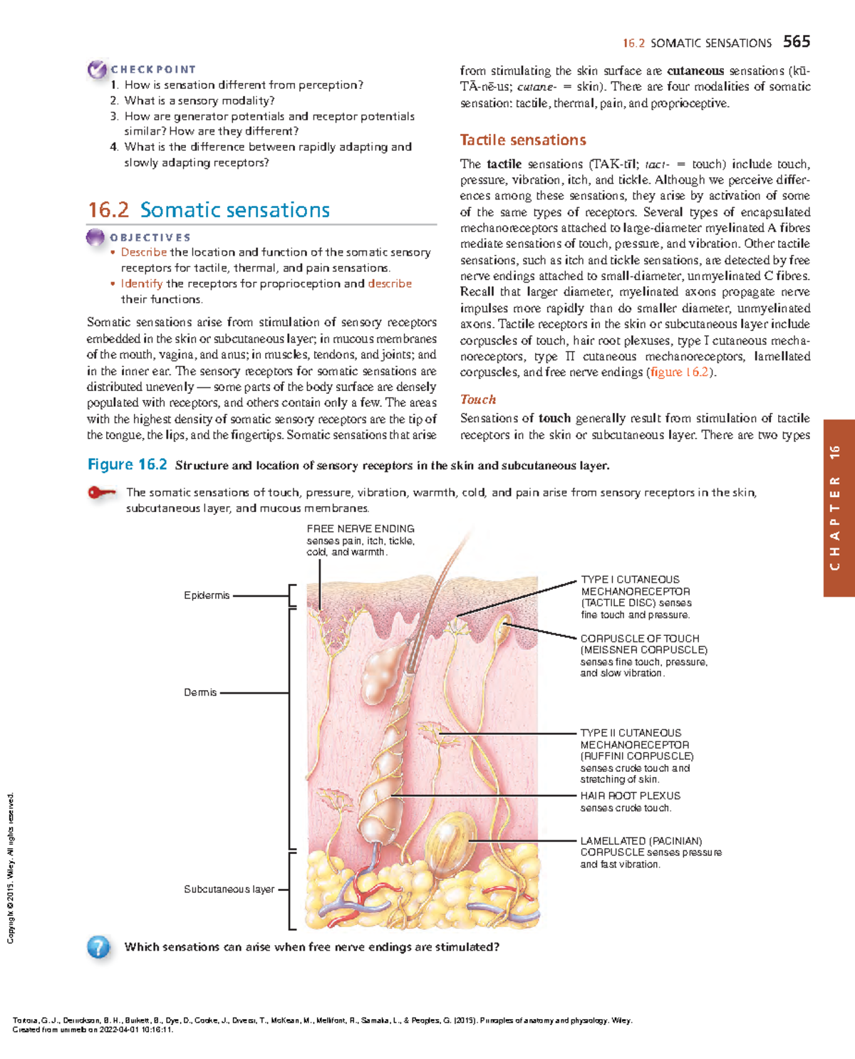 16.2 somatic sensation - PHYS20008 - Unimelb - StuDocu