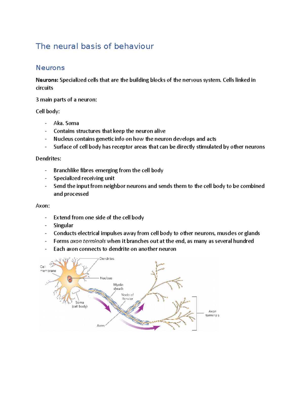 Chapter 3 textbook notes - The neural basis of behaviour Neurons ...