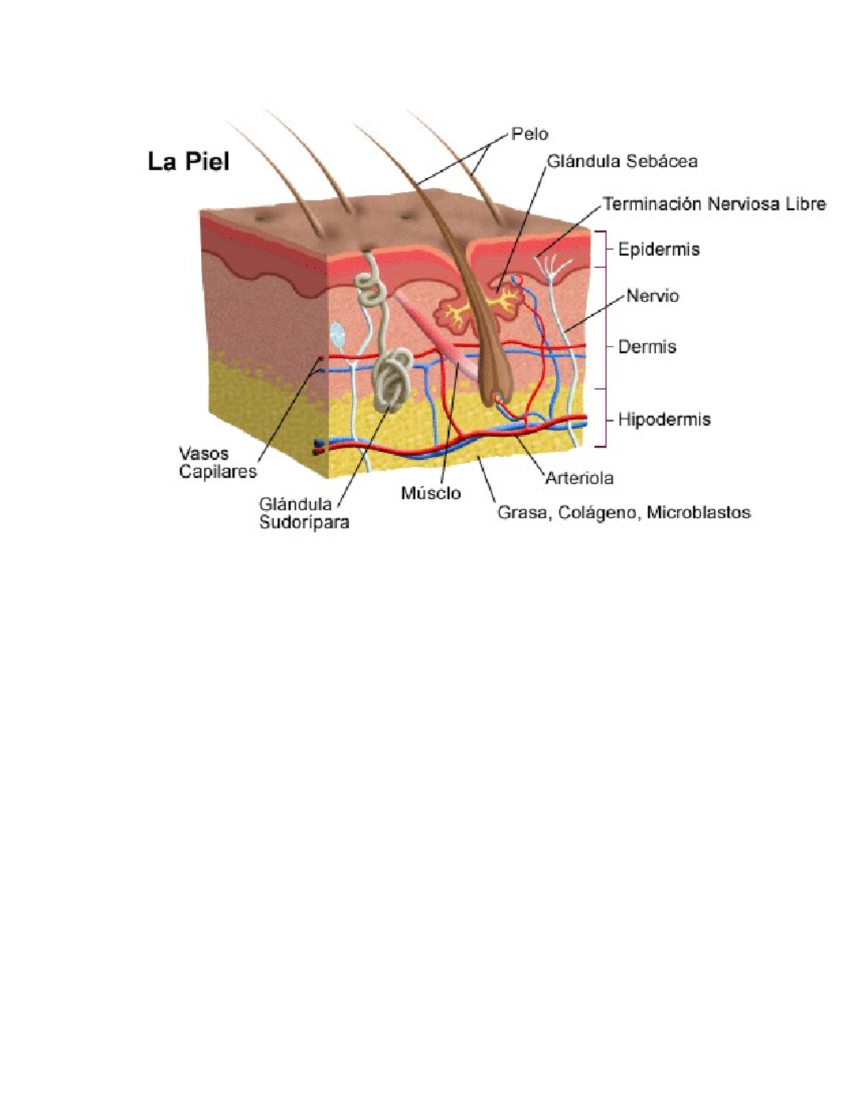 Piel - Encontraras la definición y estructura de la piel - Ciencias Naturales - Studocu
