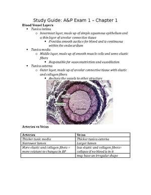 Exam 4- Anatomy and Physiology - Study Guide for AP2 Exam 4 Diges8ve ...
