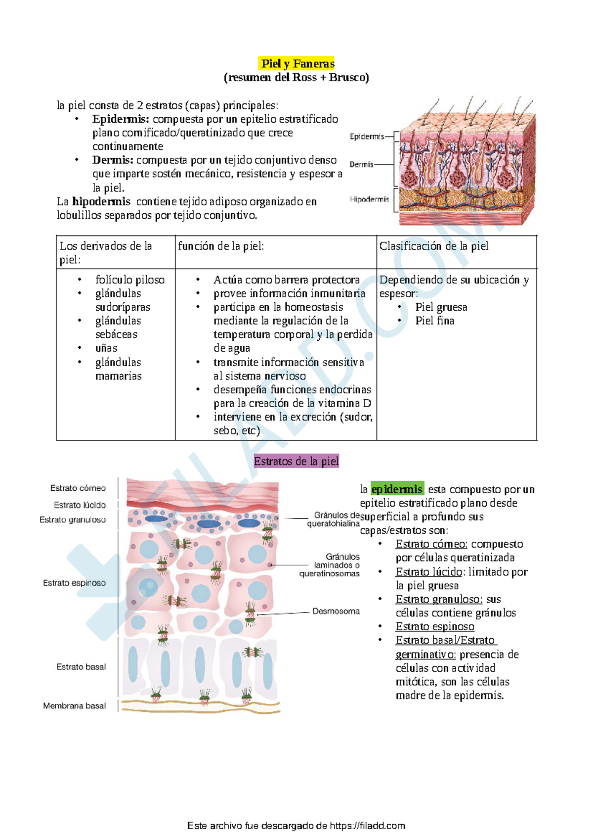 Piel - ... - Piel y Faneras (resumen del Ross + Brusco) la piel consta ...