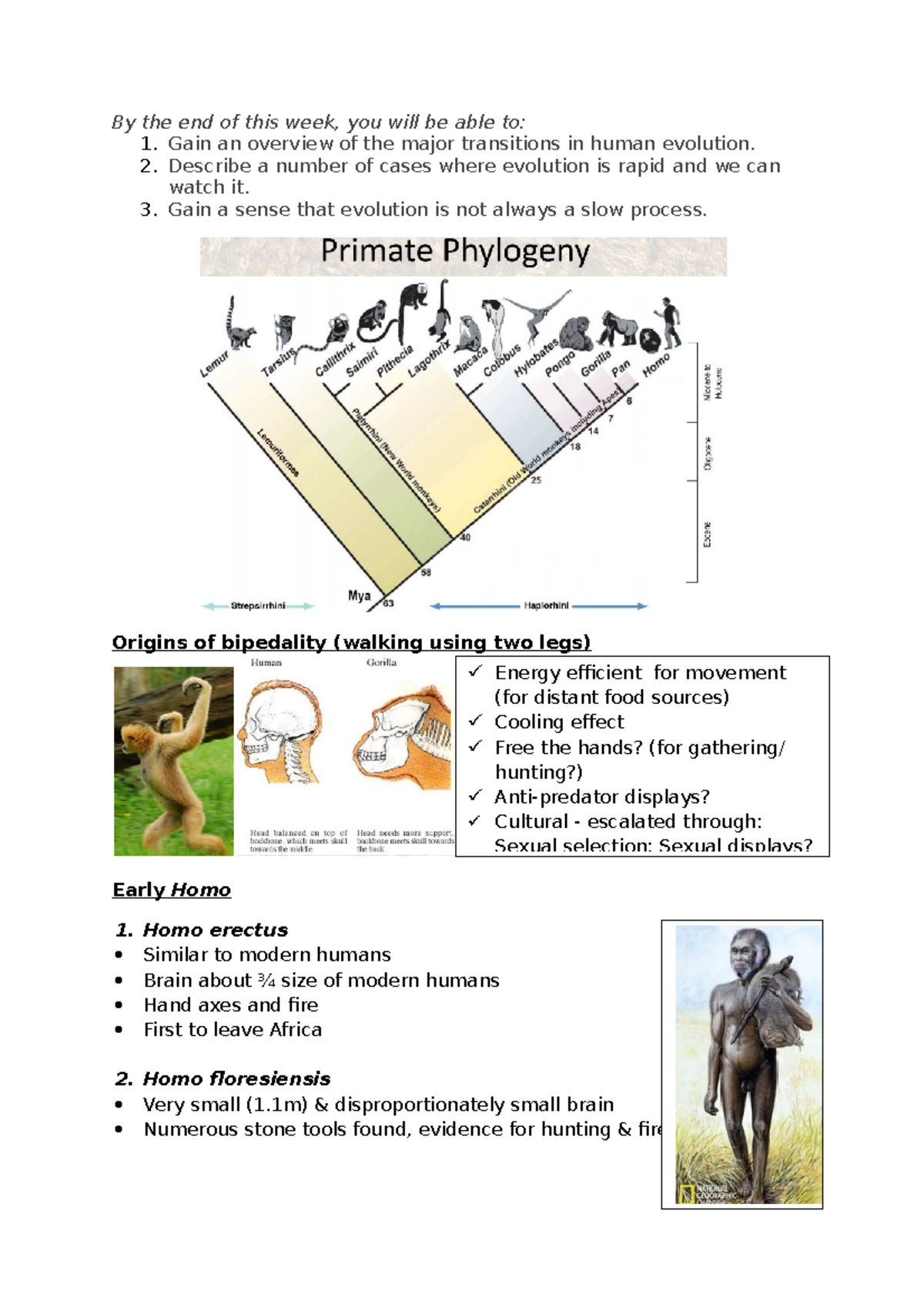 Week 12 human evolution - By the end of this week, you will be able to ...