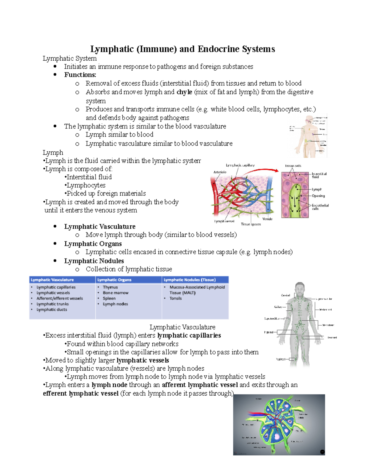 Lymphatic - white blood cells, lymphocytes, etc.) and defends body ...