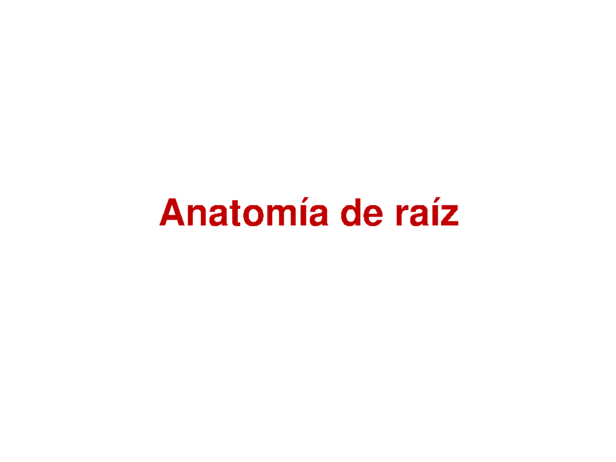 Anatomaderaztalloyhoja 1379513198180054 - Anatomía de raíz Raíz ...
