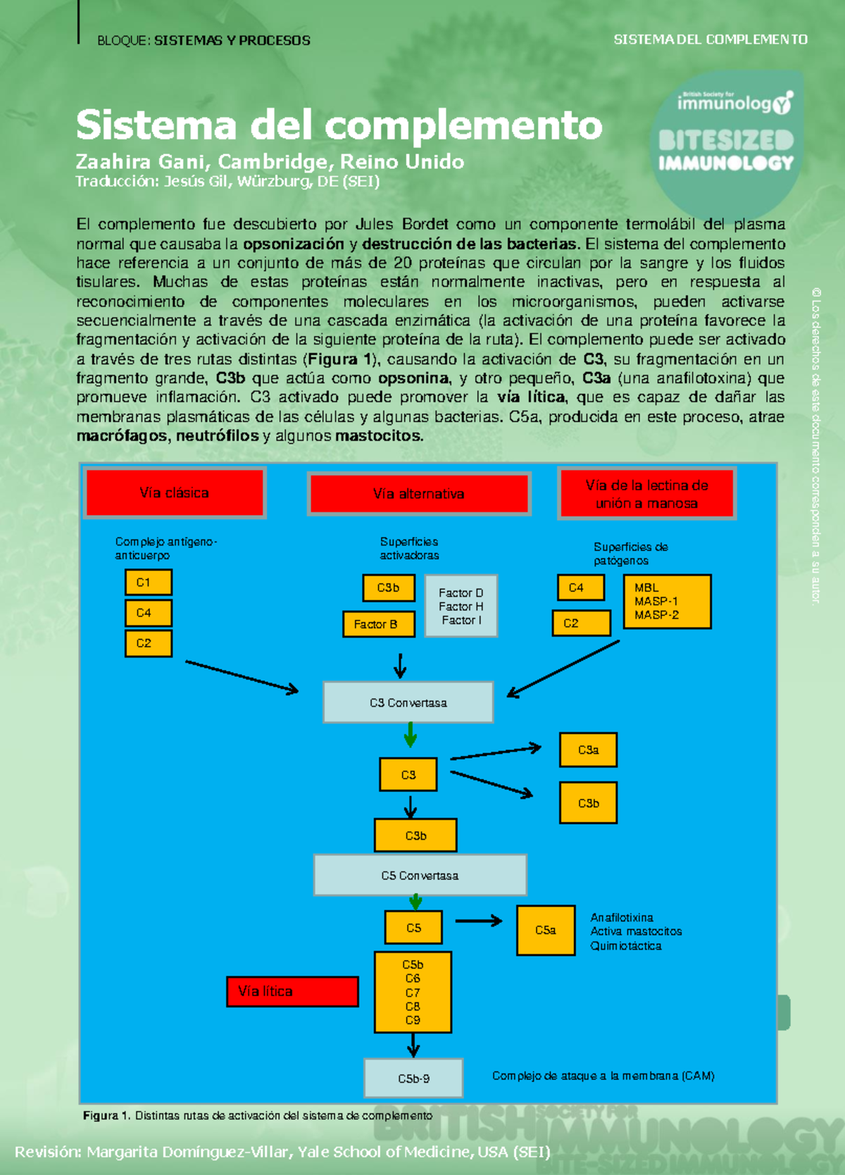 3. Complement System (Sistema del complemento) - BLOQUE: SISTEMAS Y PROCESOS Sistema del ...