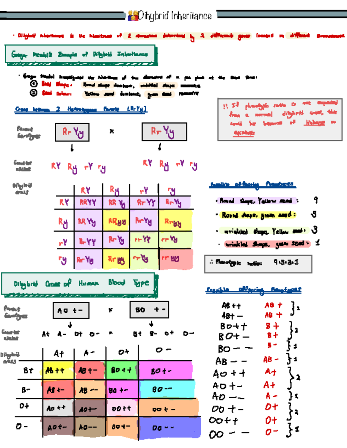 Dihybrid Inheritance Notes 👪 Dihybrid Inheritance Di Hybrid Inheritance Is The