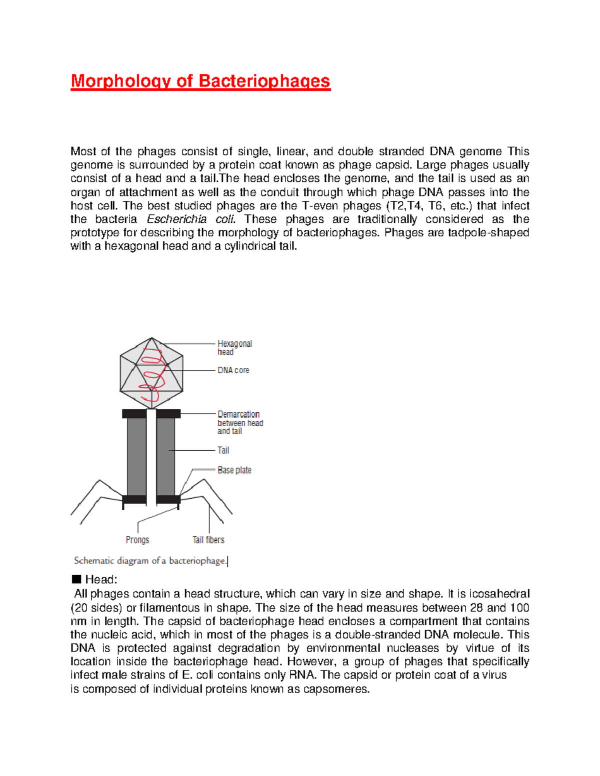 Morphology of Bacteriophages - Large phages usually consist of a head ...