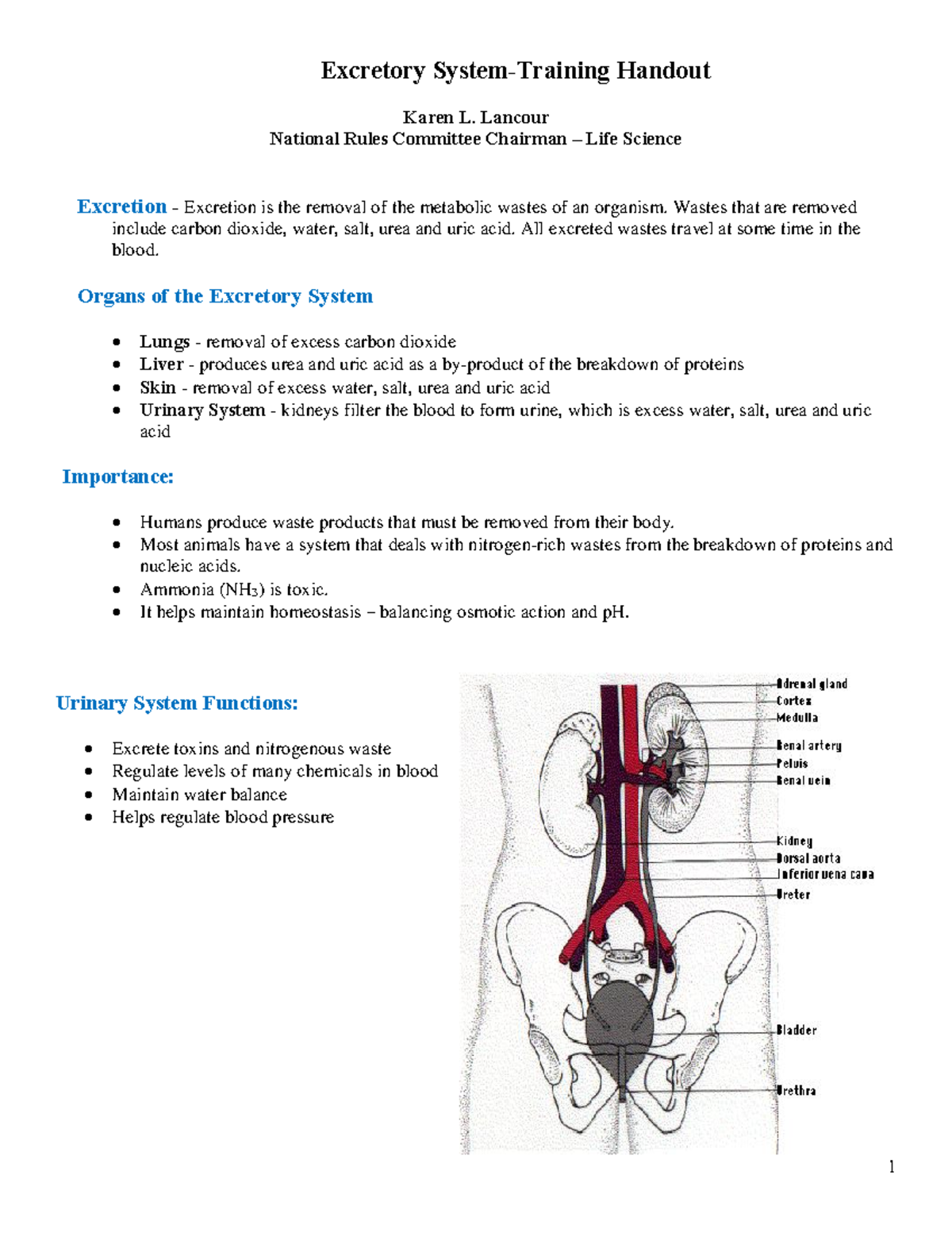 Excretory System - Useful - Excretory System-Training Handout Karen L ...