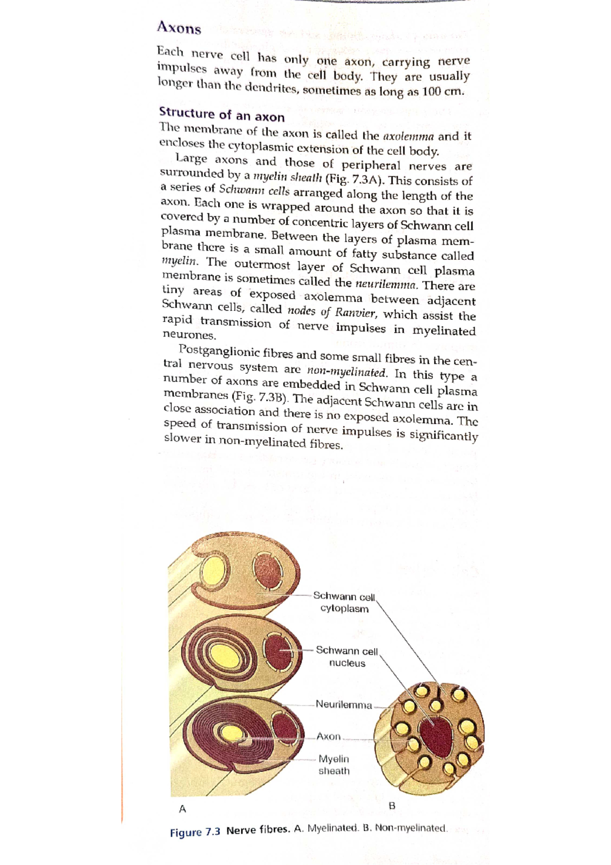Axons Structure of an axon - Humman Antomy And physiology - Studocu