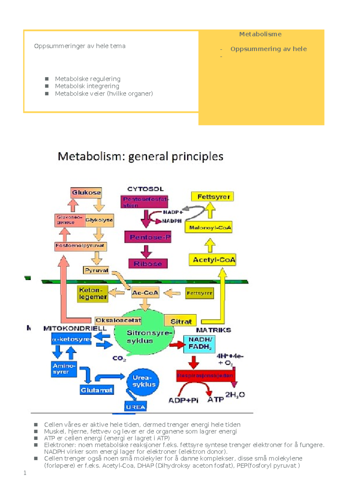 Metabolismen-oppsumering - Oppsummeringer av hele tema Metabolske ...