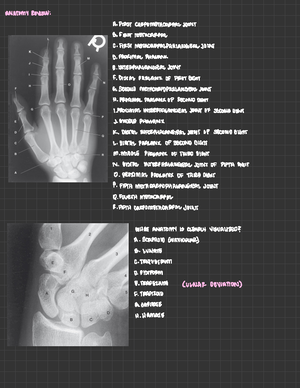 LRA 217 & 218 Chapter 4- Upper Extremities Notes - LRA 217 & 218 ...