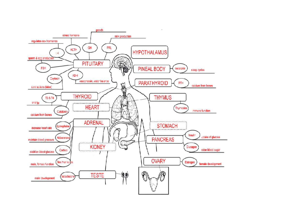 Anatomy and Physiology ANPH1001: Endocrine worksheet - ANPH1001 ...