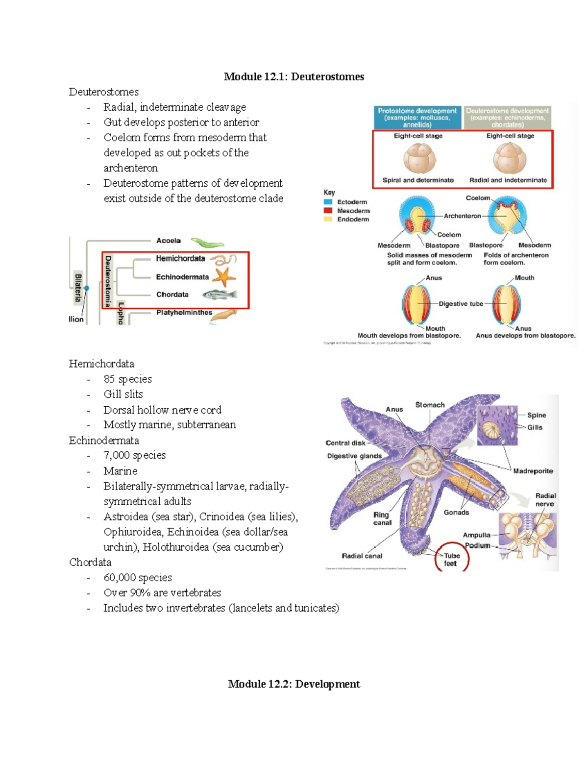 Module 12 Notes (development sensory system) - Module 12: Deuterostomes ...