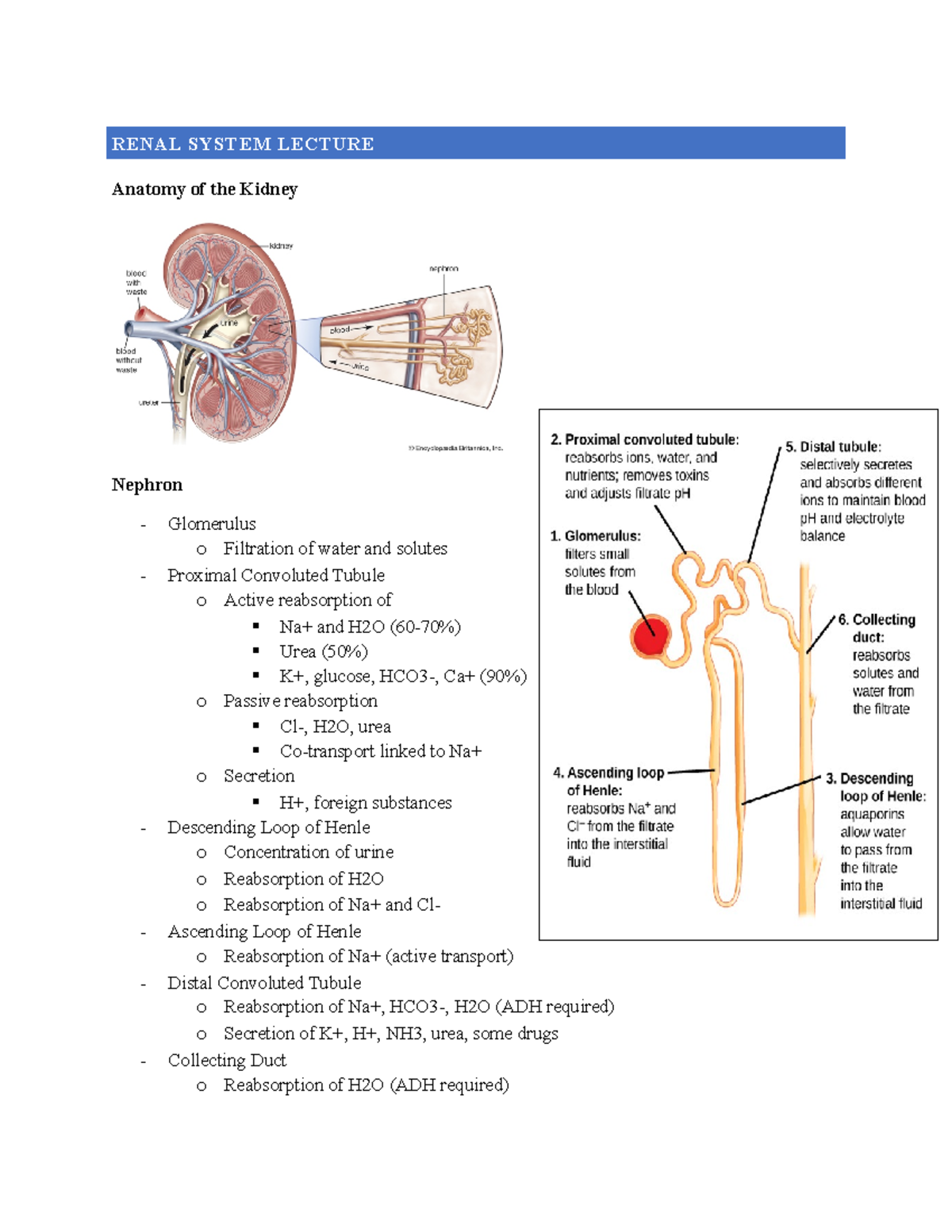 Renal System Lecture Notes - RENAL SYSTEM LECTURE Anatomy of the Kidney ...