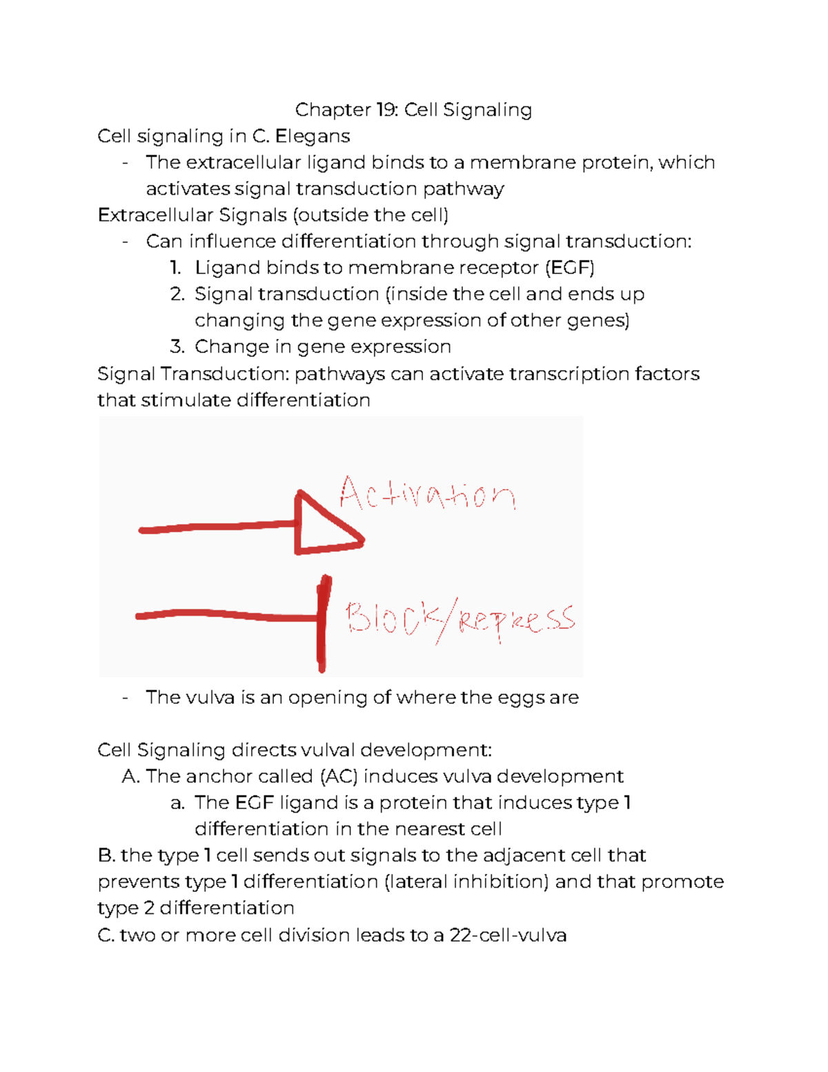 Feb.28; Day 3 - Professor Deimeke Bio II Notes - Chapter 19: Cell ...