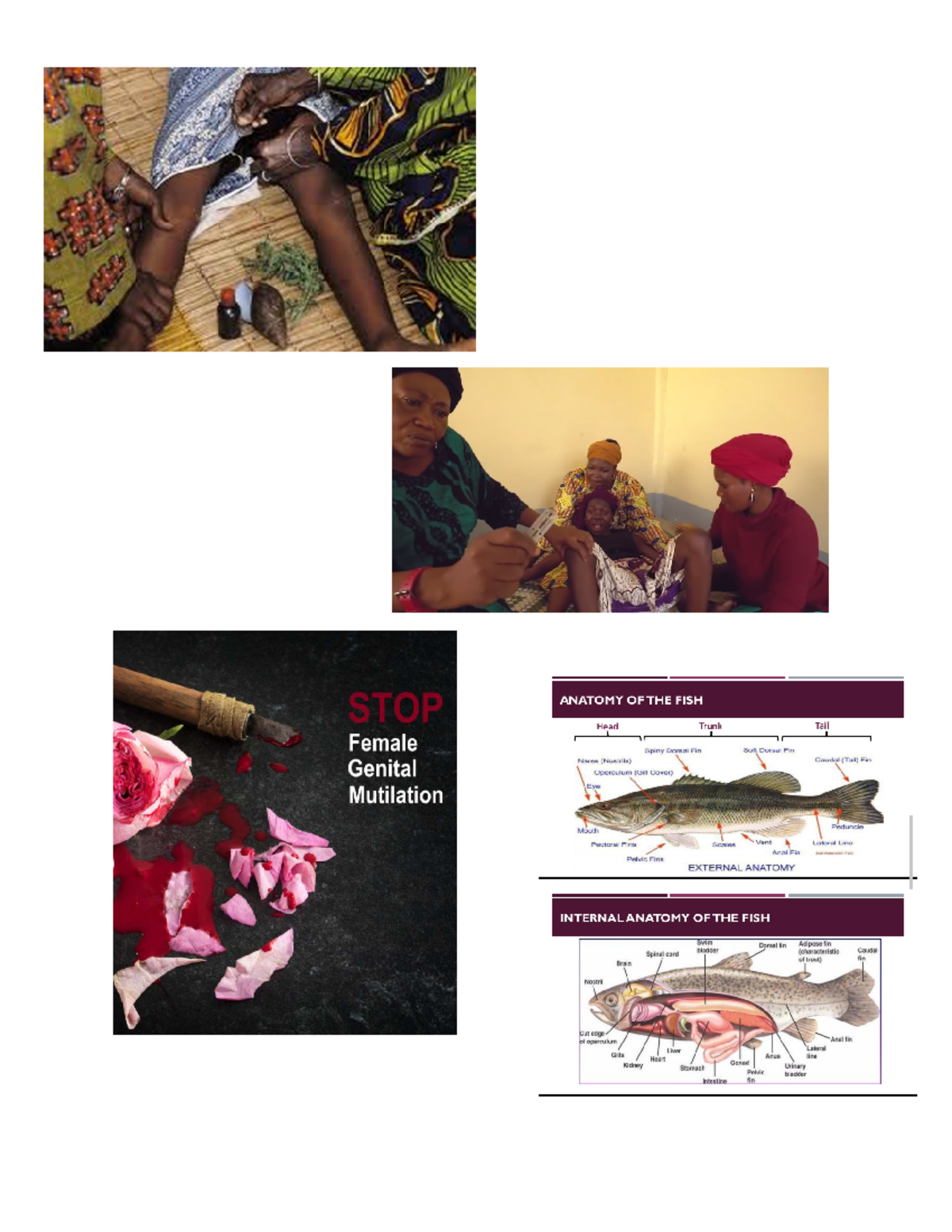 Anatomy - Thank you - STOP ANATOMY OF THE FISH Head Trunk Tail Female ...