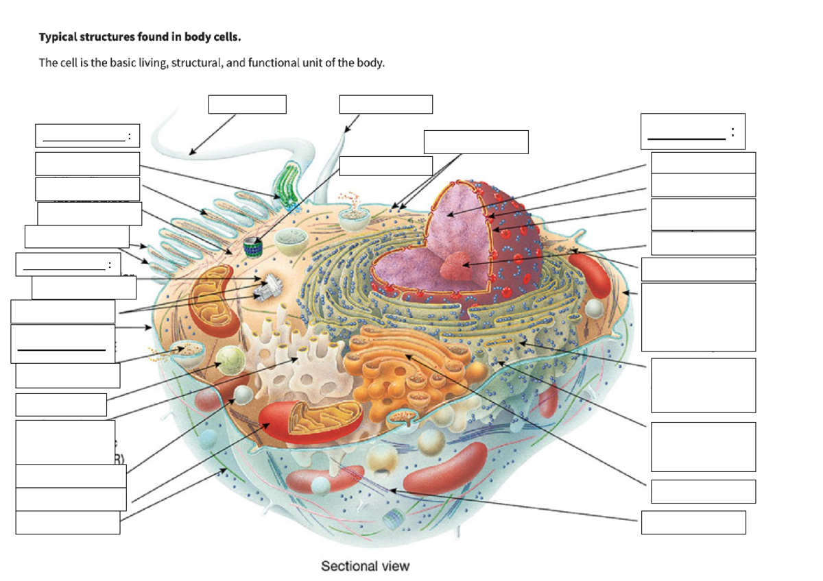 The Cell Model - test your cell structure knowledge - HUBS1403
