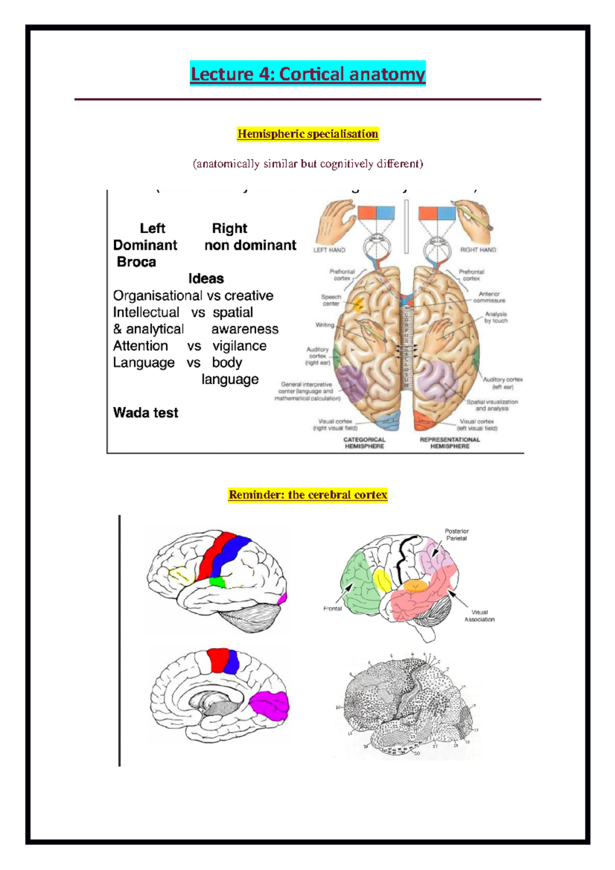 Neuroanatomy Lecture 4 - Lecture 4: Cortical anatomy Hemispheric ...