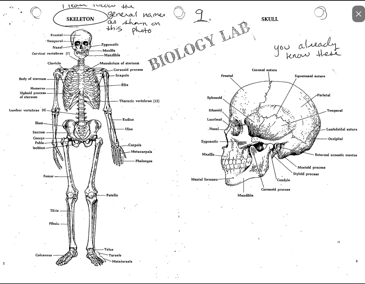 Bones Review - Lab practical 2 - lean NYWOW the Q general names O 9 0 ...