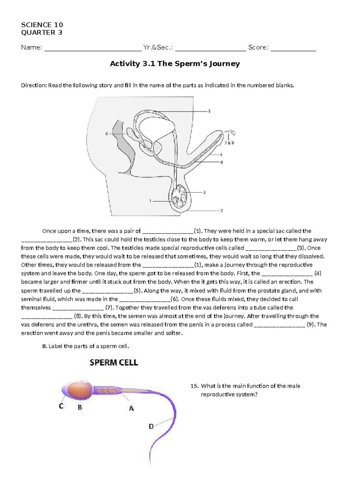q3 science 10 activity sheet sperm journey - SCIENCE 10 QUARTER 3 Name ...