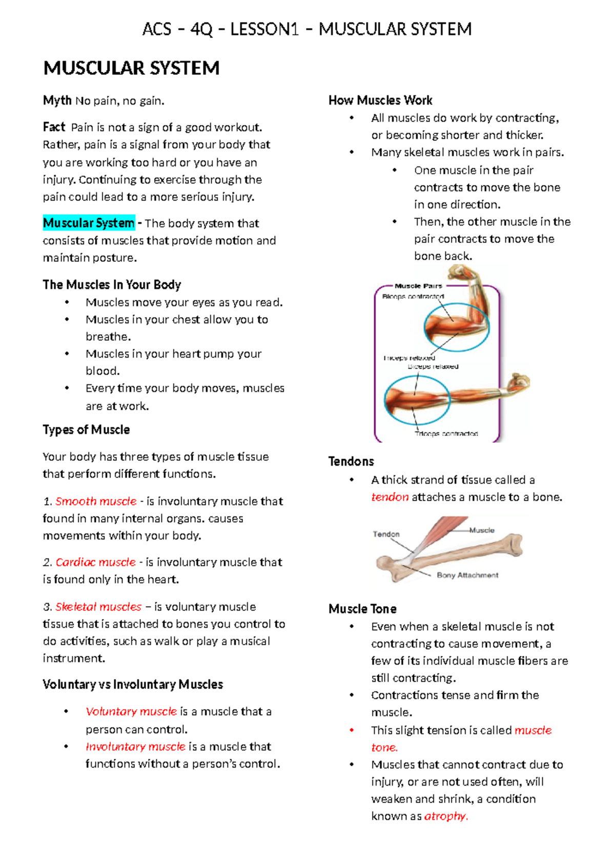 ACS - Muscular System - ACS - ACS – 4Q – LESSON1 – MUSCULAR SYSTEM ...