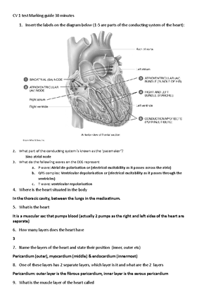 Blood, Blood Vessels and The Lymphatic System Workbook - Essentials of ...