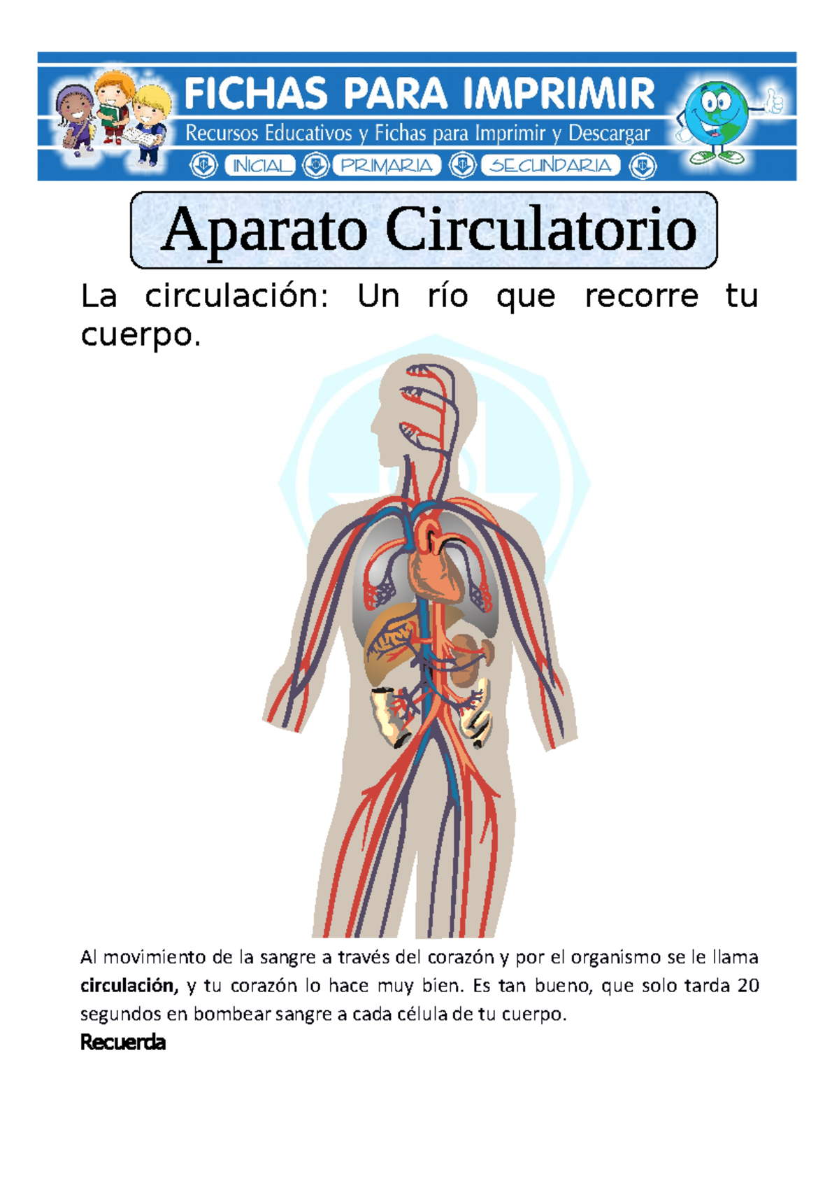 Ficha de Aparato Circulatorio para Segundo de Primaria - La circulación ...