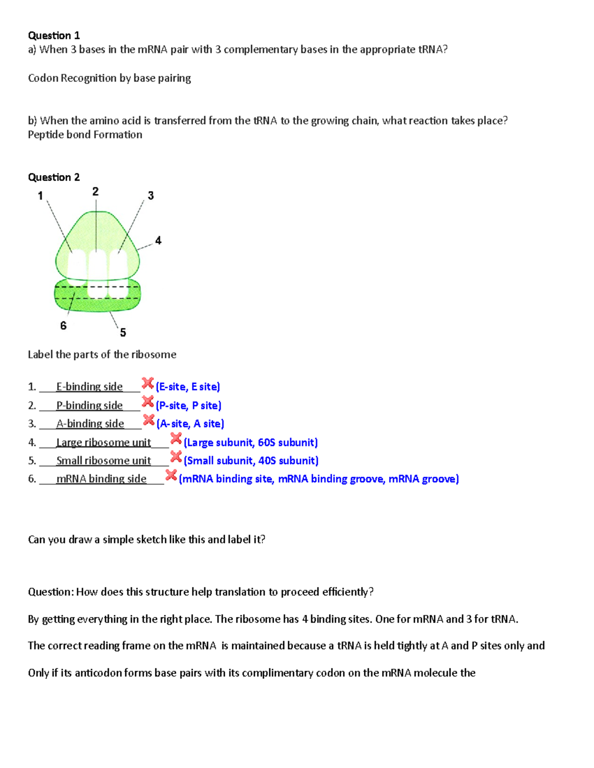 Ribosomes test - Lecture notes and extra reading combined - Question 1 ...