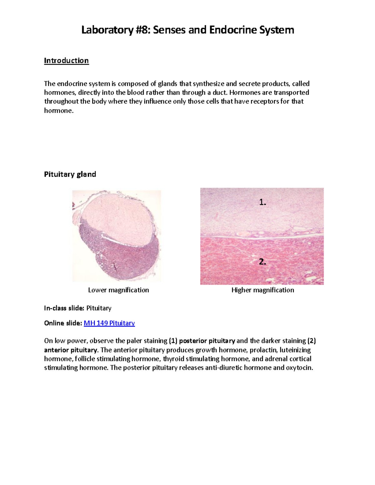 Laboratory 08 - Senses and Endocrine System - Laboratory #8: Senses and ...