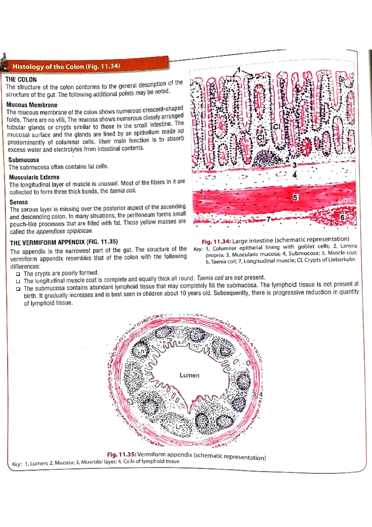 History of colon - Digestive system - Bsc Nursing - Studocu
