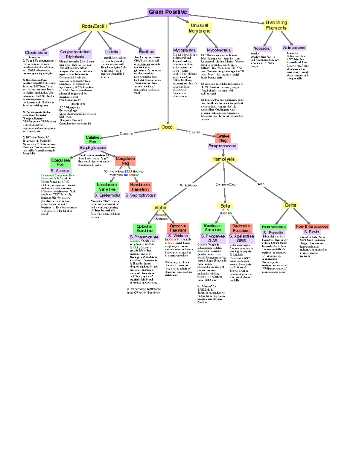 Gram +Ve Bacteria Notes - Gram Pos Algorithm Gram Positive Branching ...