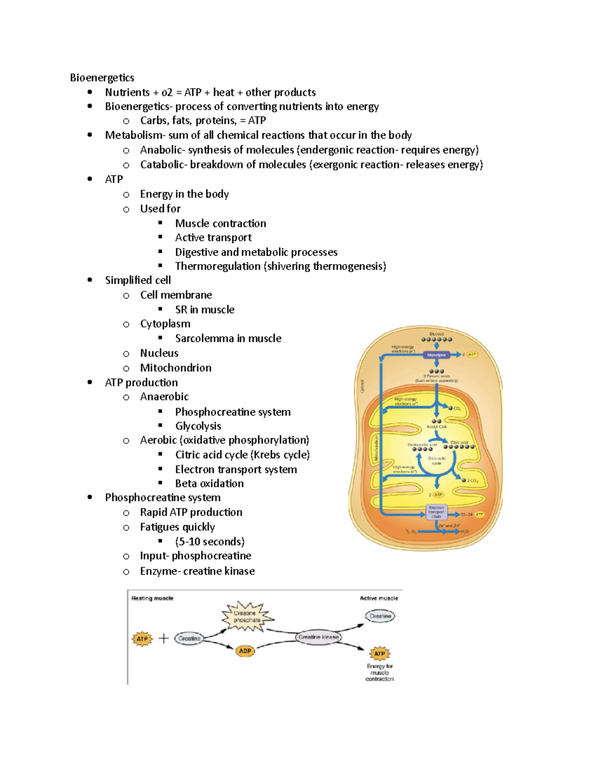 HES 202 Bioenergetics - Lecture with Kimber Finan - Bioenergetics ...