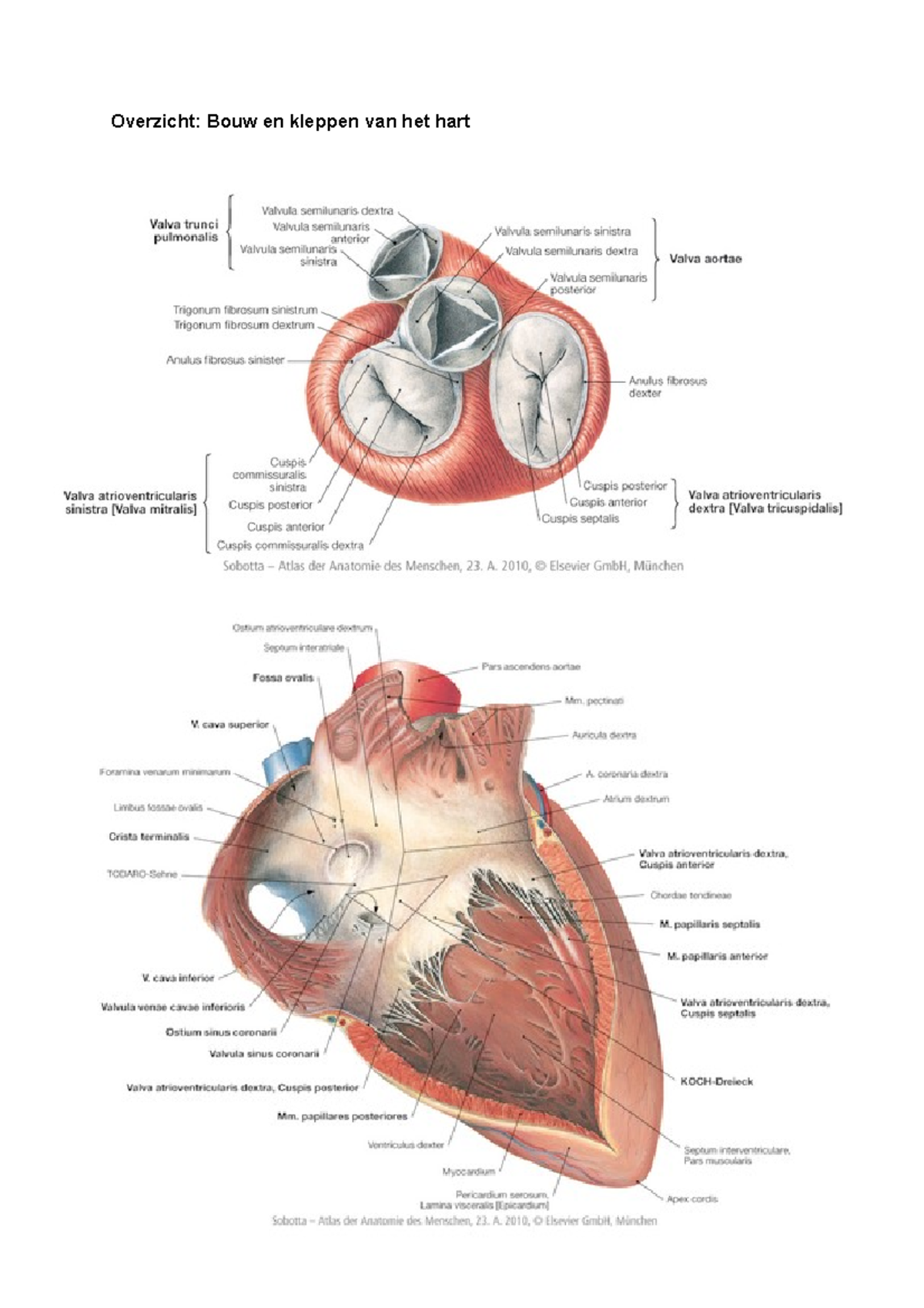 Practicum - overzicht anatomie hart - Circulatie II - Overzicht: Bouw ...