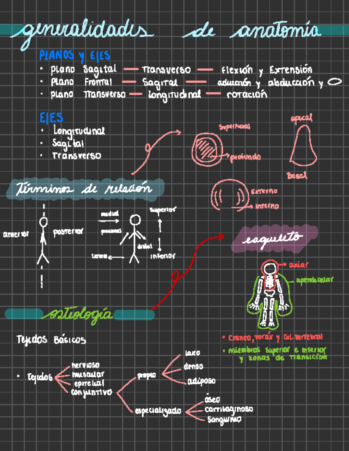 Generalidades de anatomía - generalidades de anatomía PLANOS Y ELES ...