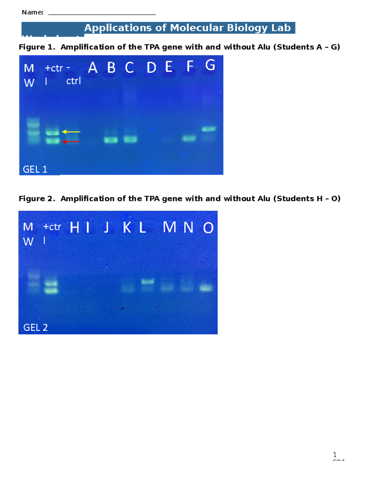 10 PCR Lab Worksheet S21 layout worksheet - Figure 1. Amplification of ...