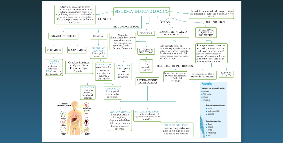 MAPA Conceptual Sistema Inmunologico - Patología - Studocu