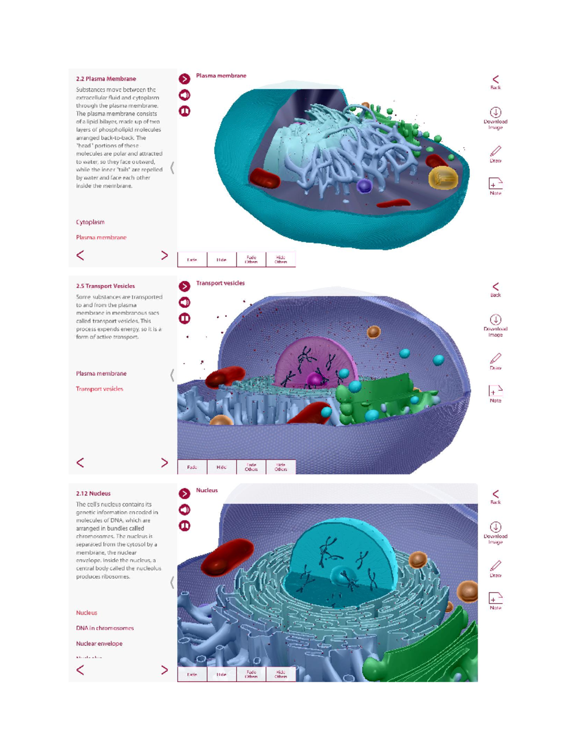 Cells and Tissues Dissection - Studocu