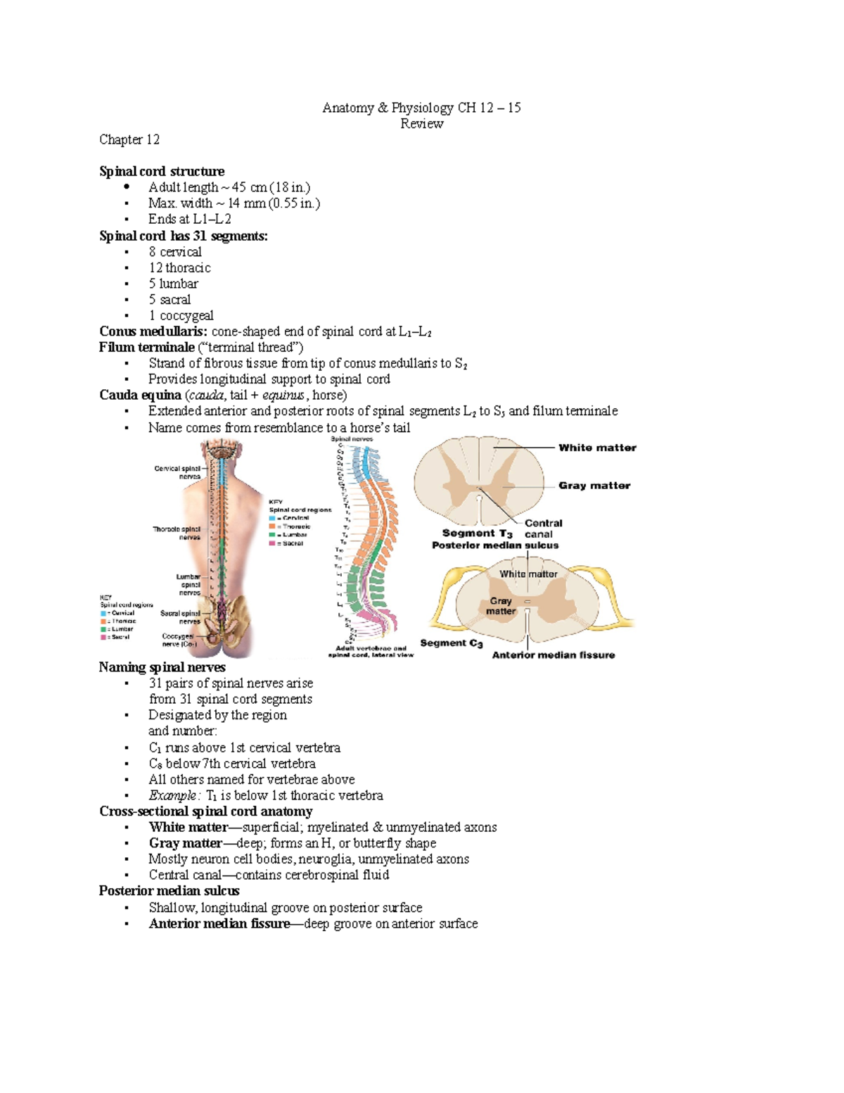 Anatomy and Physiology ch 12-15 - Anatomy & Physiology CH 12 – 15 ...