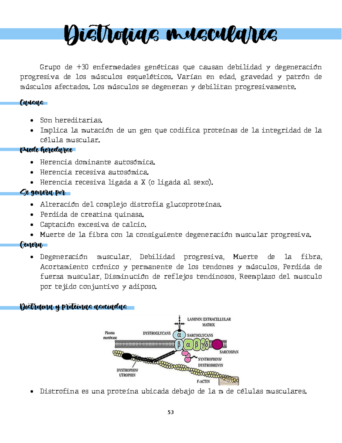 Tipos de distrofias musculares - Distrofias musculares Grupo de +30 ...