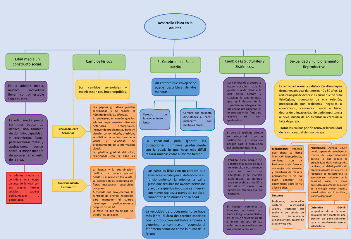 Desarrollo Físico en la Adultez Media - Desarrollo FÌsico en la Adultez Cambios FÌsicos Edad ...